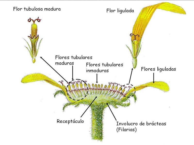 La caléndula la flor de oro | Acene Certificación de Cosmética,Higiene ...